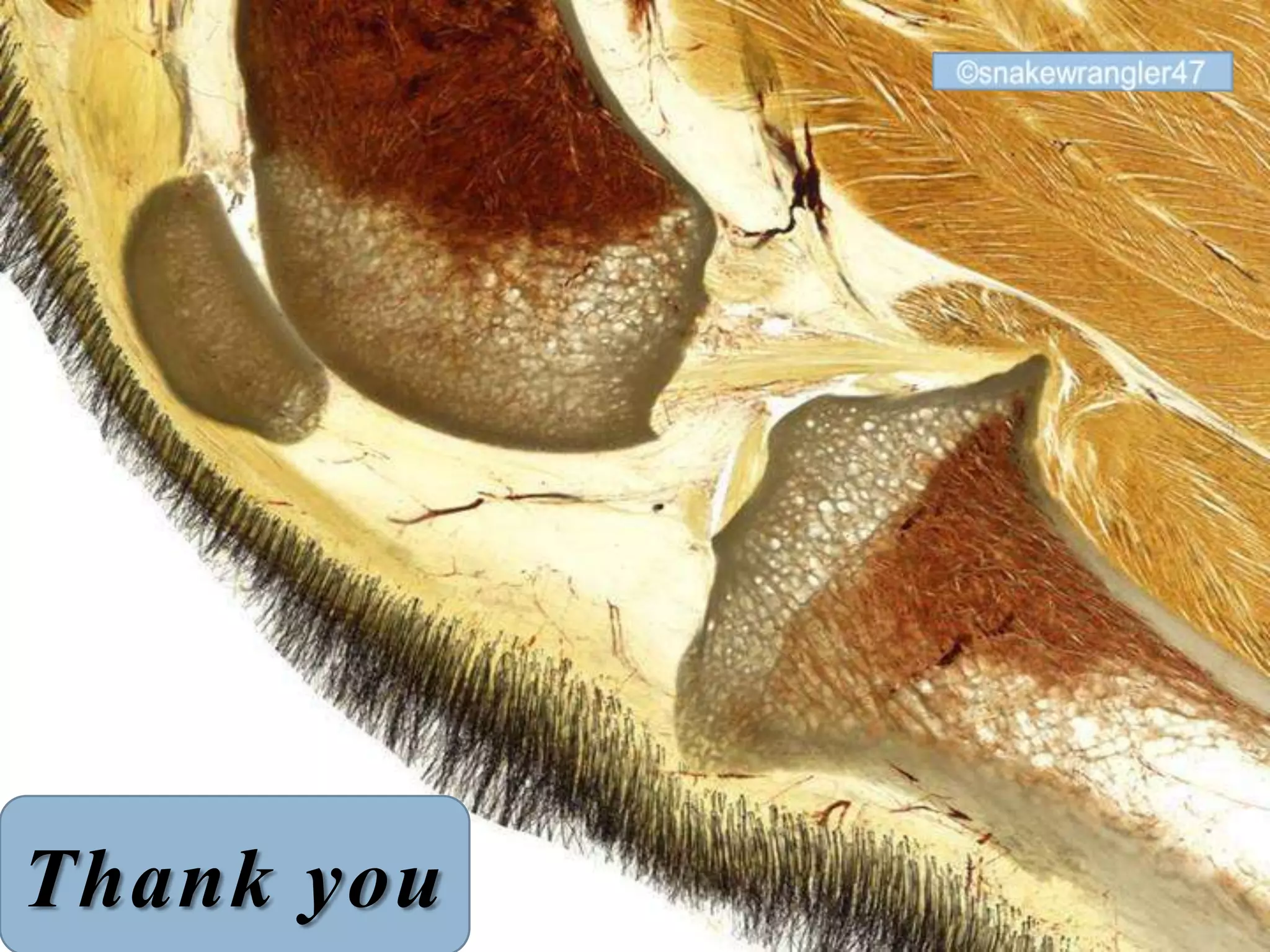 Management of ruptured cruciate ligament in dogs | PPTX