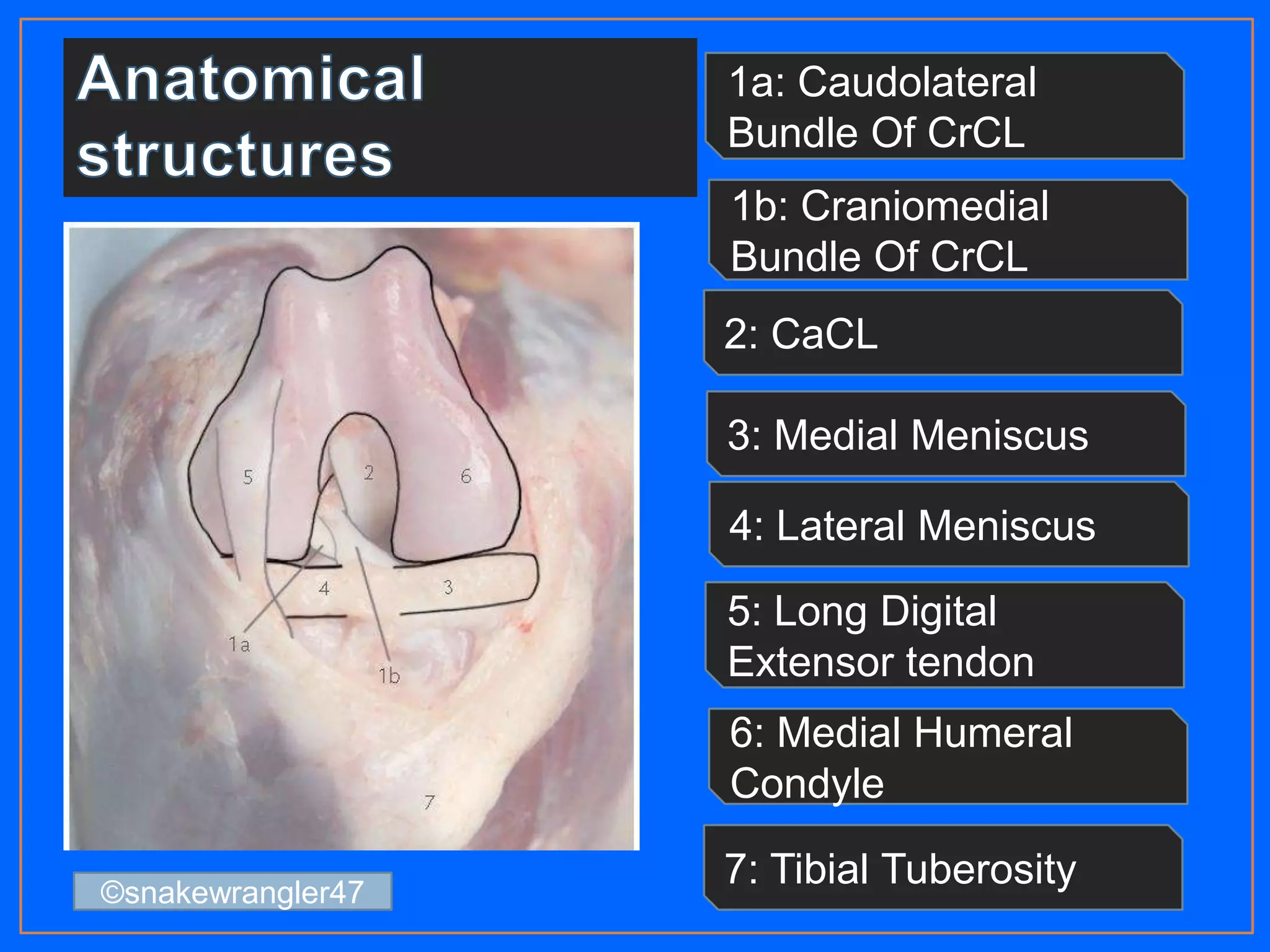 Management of ruptured cruciate ligament in dogs | PPTX