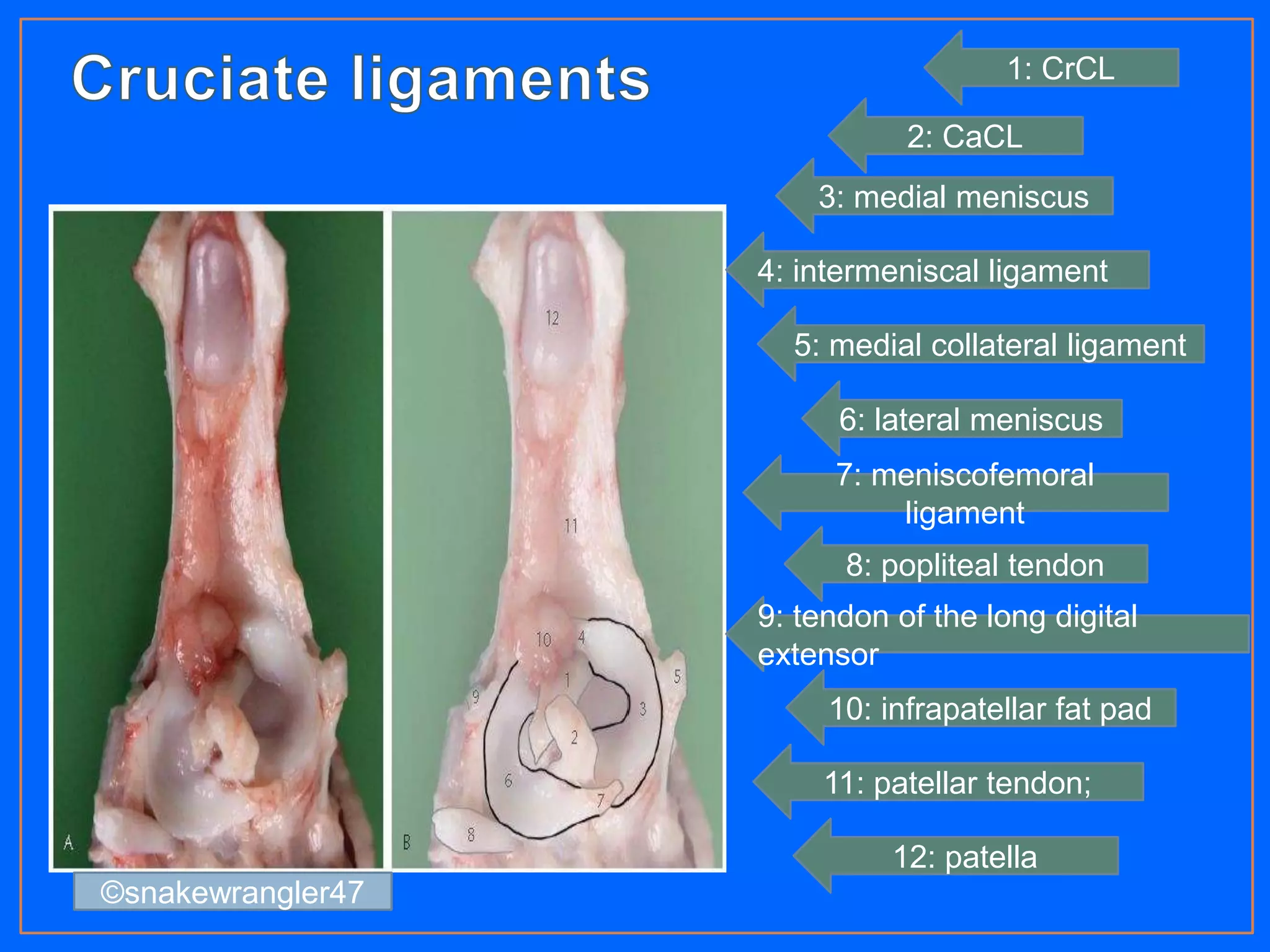 Management of ruptured cruciate ligament in dogs | PPT