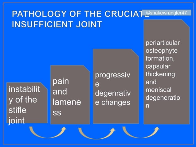 Management of ruptured cruciate ligament in dogs | PPTX