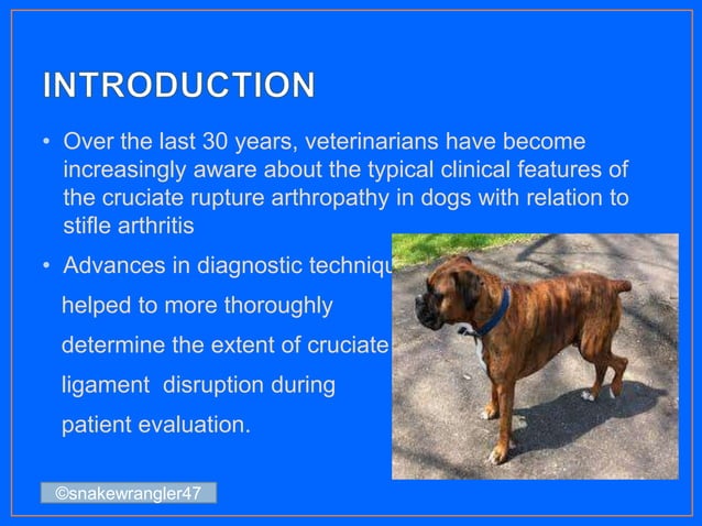 Management of ruptured cruciate ligament in dogs | PPTX