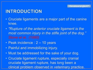 Management of ruptured cruciate ligament in dogs | PPTX