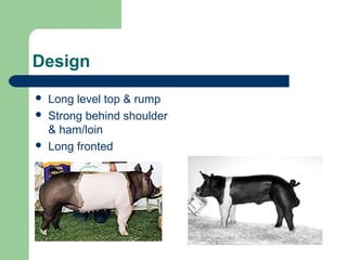 Management of showpigs | PPT | Bodybuilding | Sports