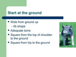 Management of showpigs | PPT | Bodybuilding | Sports