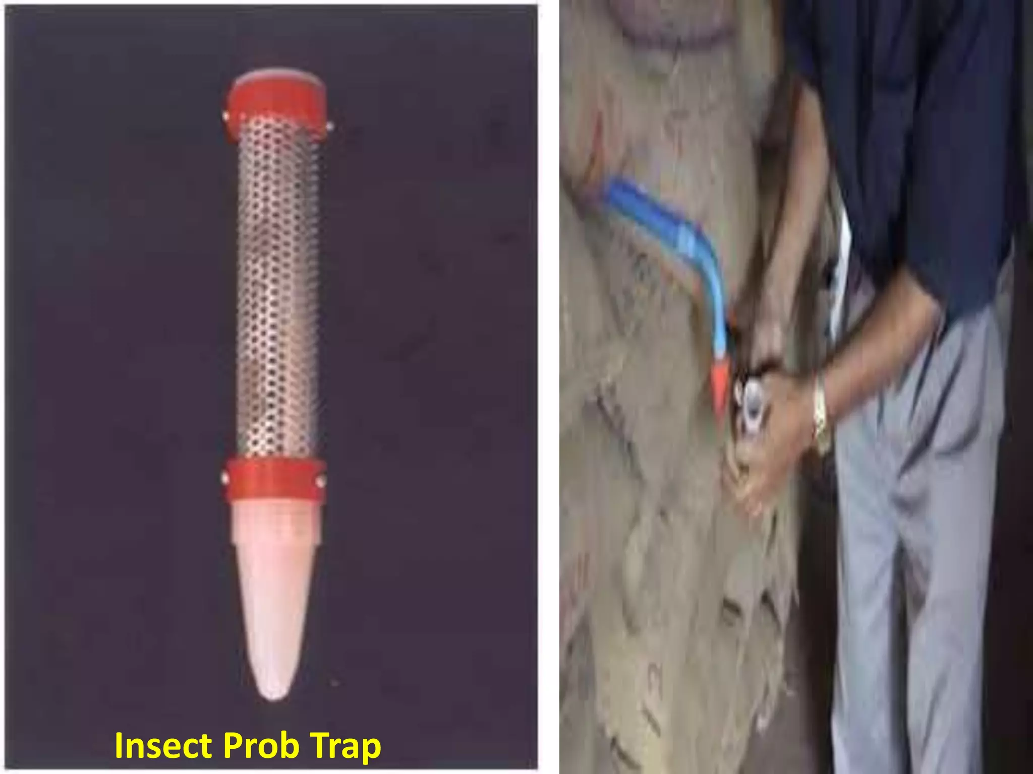 Management Of Stored Grain Insect Pest Pptx Beekeeping Hobbies