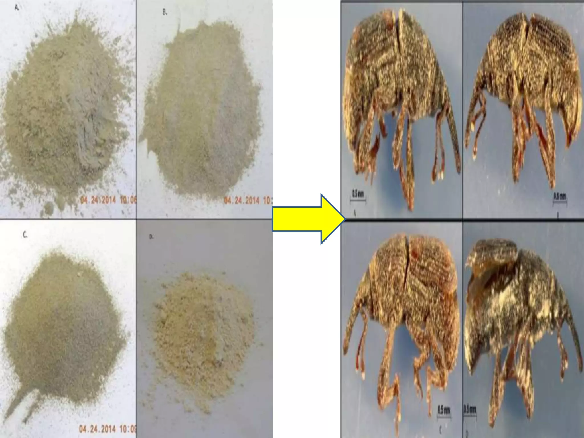 Management of stored grain insect pest | PPTX