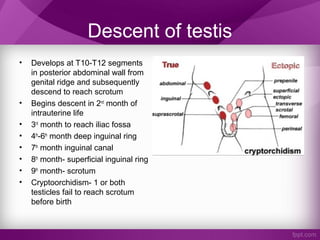 Management of testicular cancers | PPT