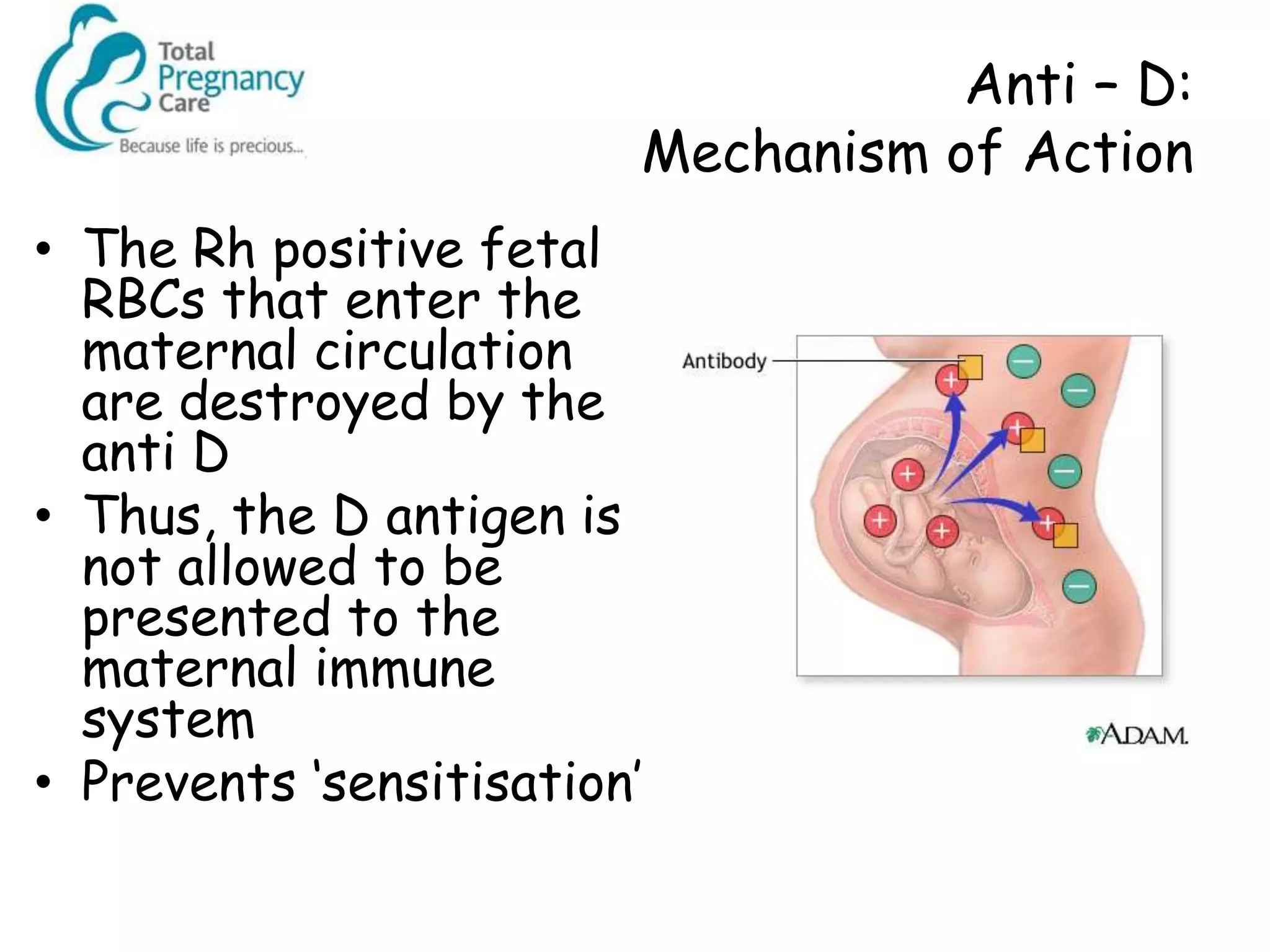 Management of the Rhesus Negative Mother | PPTX
