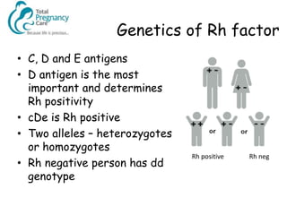 Management of the Rhesus Negative Mother | PPTX