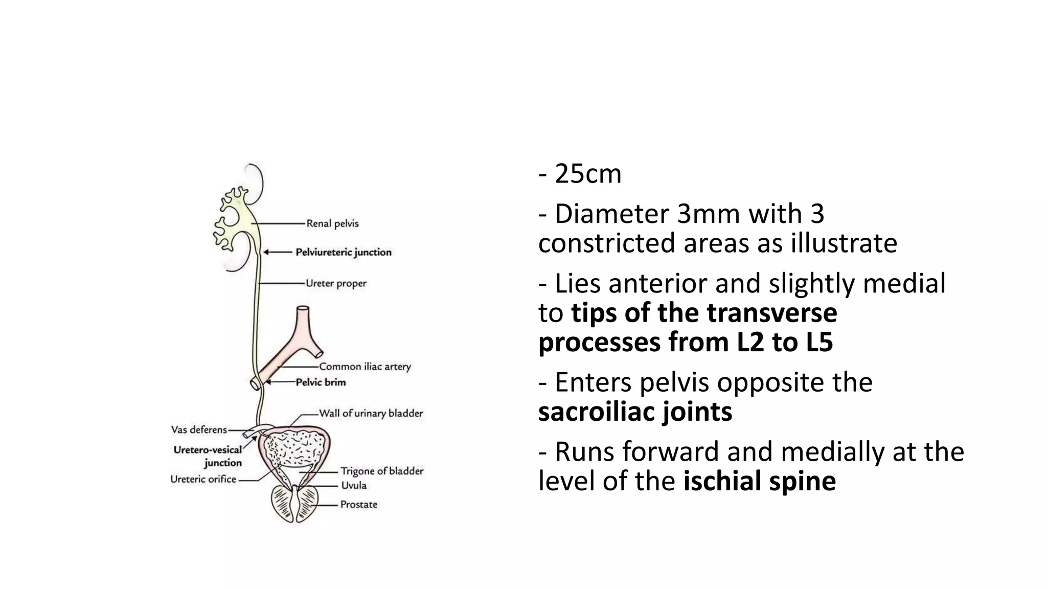 Management of urolithiasis | PPTX