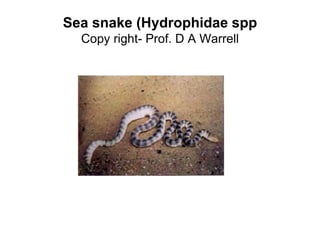 Management of venomous snake bite | PPTX