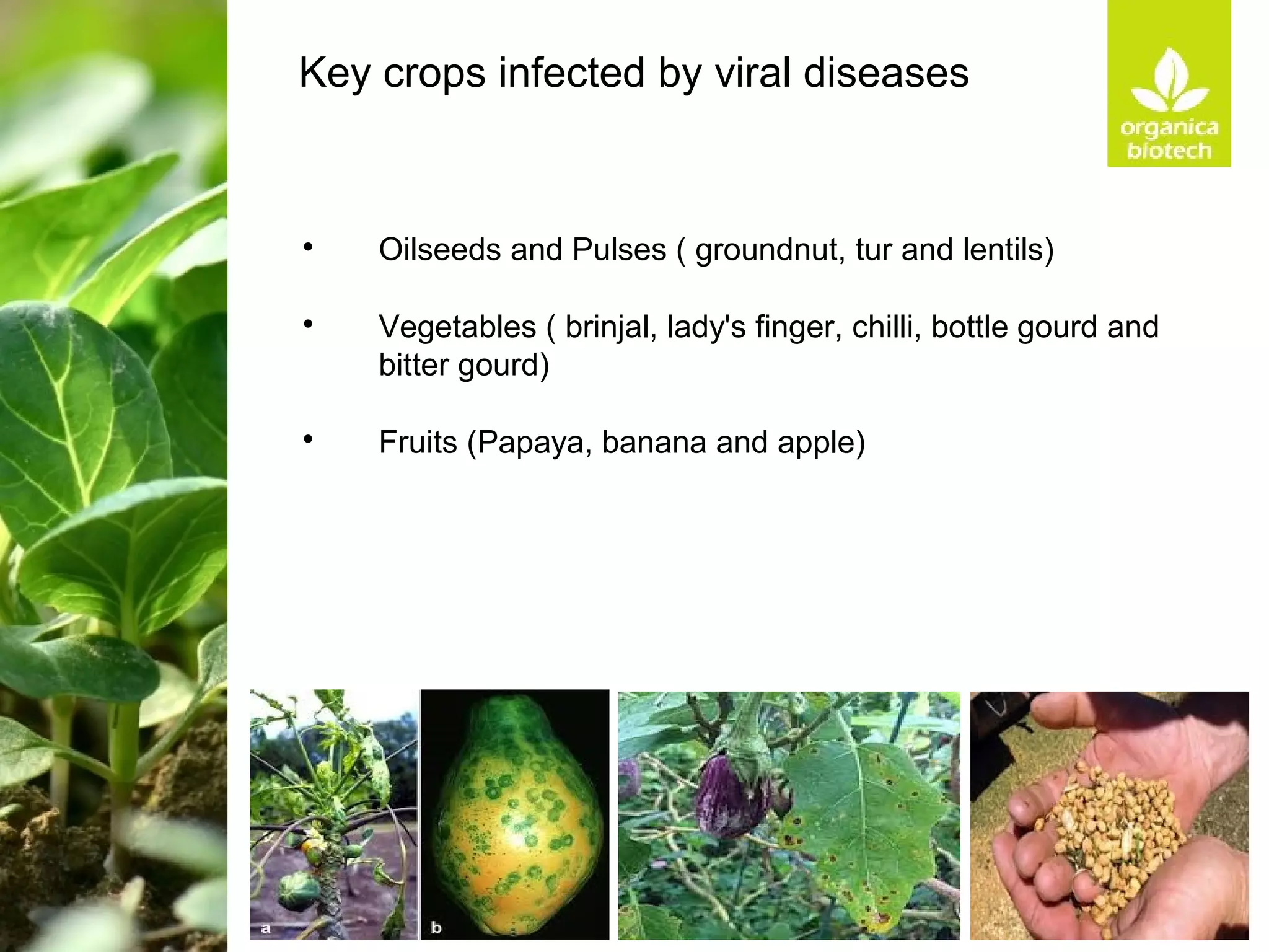Viral diseases management in plants. | PPT