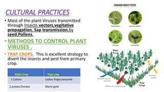 Control and Management of Viruses | PPTX