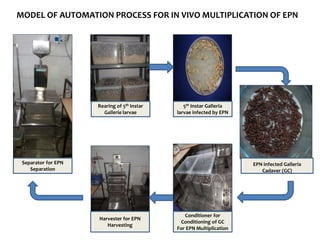 MANAGEMENT OF WHITE GRUB ON SUGARCANE THROUGH EPN AND EPF WEBINAR 2ND ...