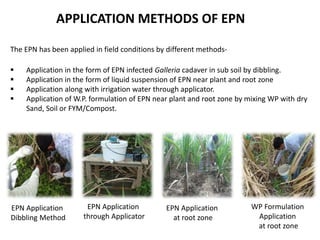 MANAGEMENT OF WHITE GRUB ON SUGARCANE THROUGH EPN AND EPF WEBINAR 2ND ...