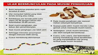 MANAGEMENT PENANGANAN ULAR BERBISA (DMC TRAINING) .2.ppt