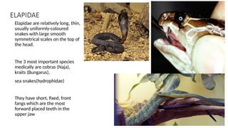 MANAGEMENT SNAKE BITE IN THE TROPICALS.pptx