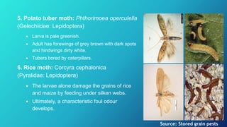 MANAGEMENT TACTICS USED AGAINST STORED GRAIN PESTS .pptx