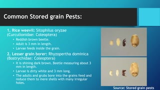 MANAGEMENT TACTICS USED AGAINST STORED GRAIN PESTS .pptx