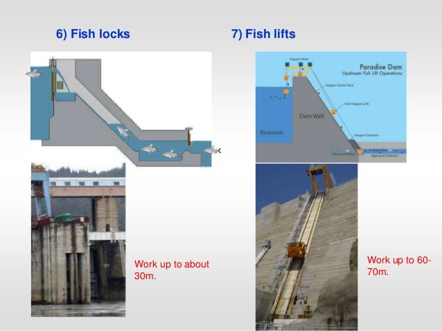 Managing fish passage through large dams