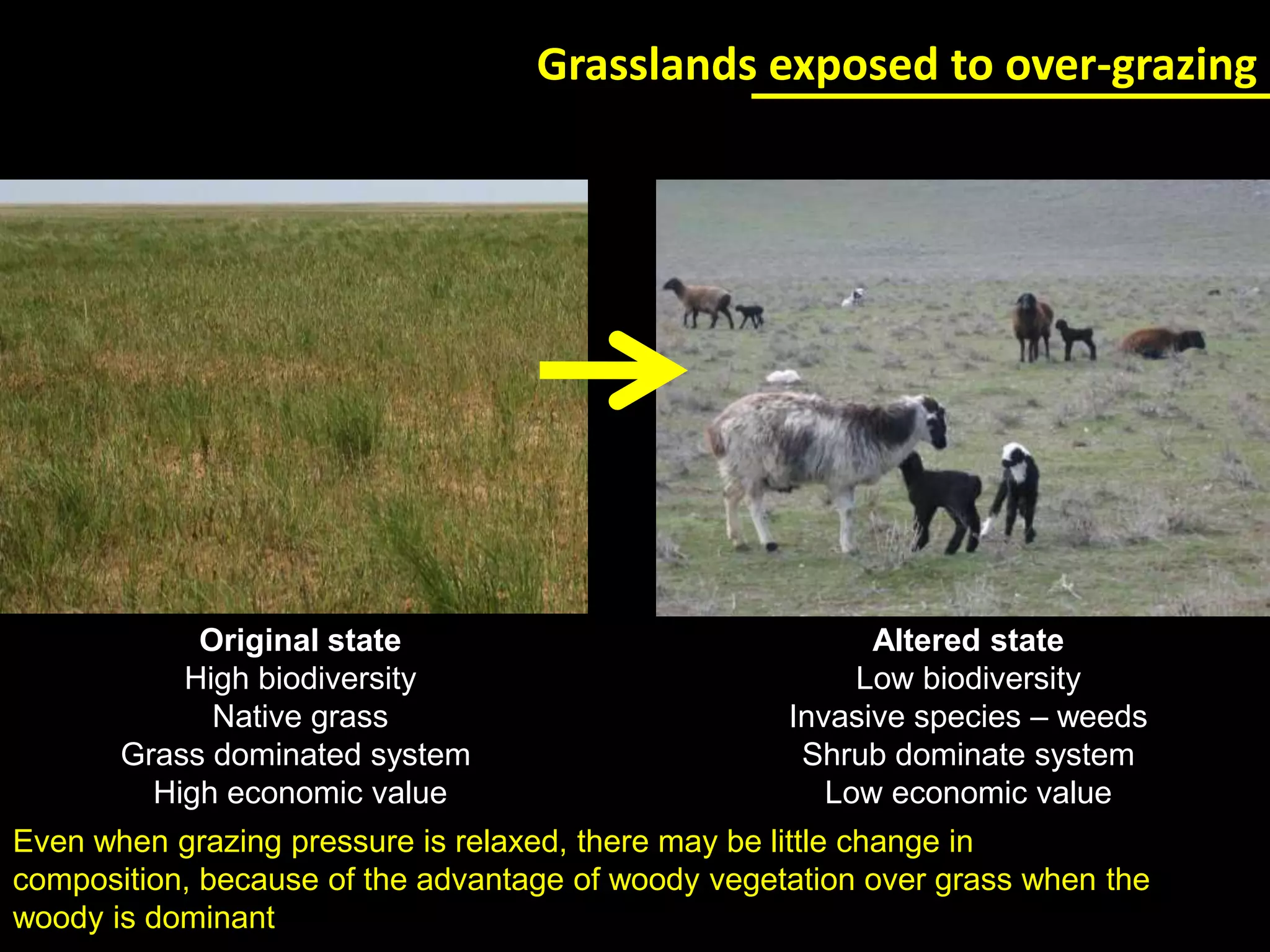 Managing Grasslands Ecosystems in a Changing Climate: opportunities for ...