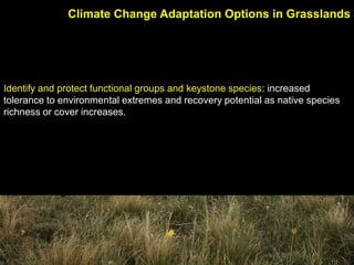 Managing Grasslands Ecosystems in a Changing Climate: opportunities for ...
