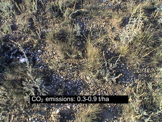 Managing Grasslands Ecosystems in a Changing Climate: opportunities for ...