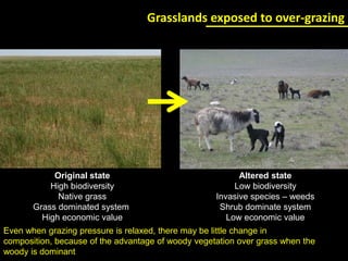 Managing Grasslands Ecosystems in a Changing Climate: opportunities for ...
