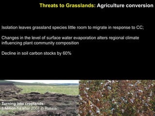 Managing Grasslands Ecosystems in a Changing Climate: opportunities for ...
