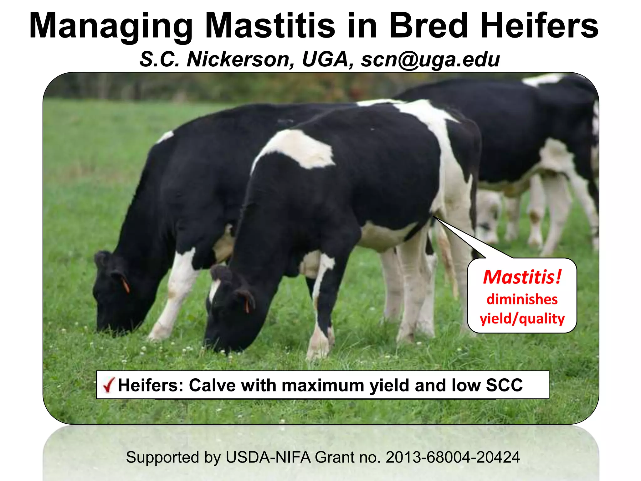 Managing Mastitis in Bred Heifers | PPTX