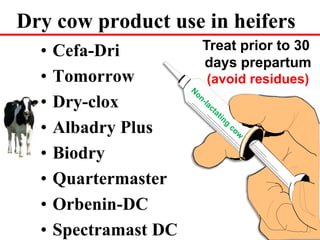 Managing Mastitis in Bred Heifers | PPTX
