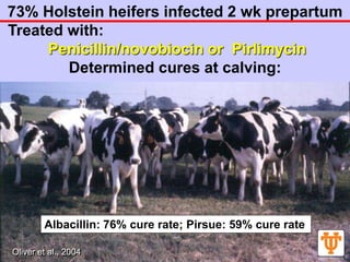 Managing Mastitis in Bred Heifers | PPTX