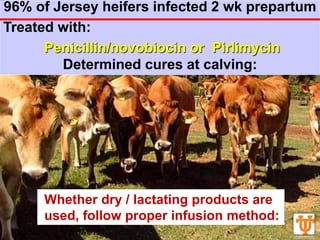 Managing Mastitis in Bred Heifers | PPTX