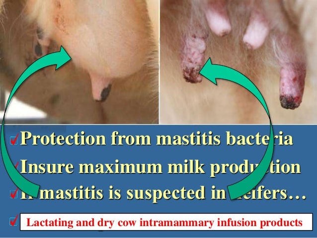 Managing Mastitis in Bred Heifers