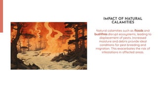 Managing Pest Outbreaks After Natural Disasters in Australia.pdf