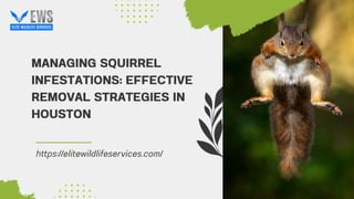 Managing Squirrel Infestations Effective Removal Strategies in Houston ...