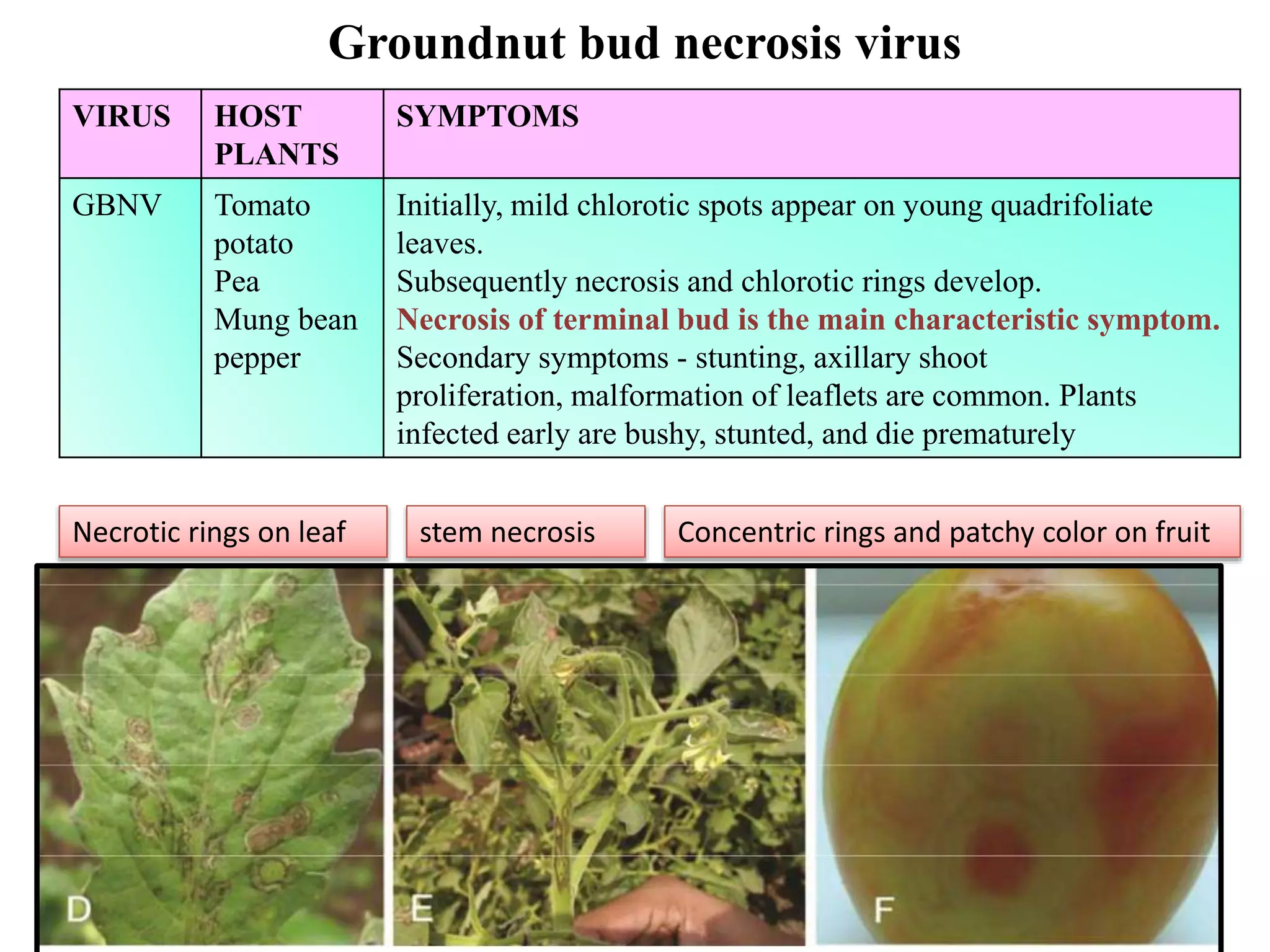 Managing thrips tospovirus complex in vegetables | PPT