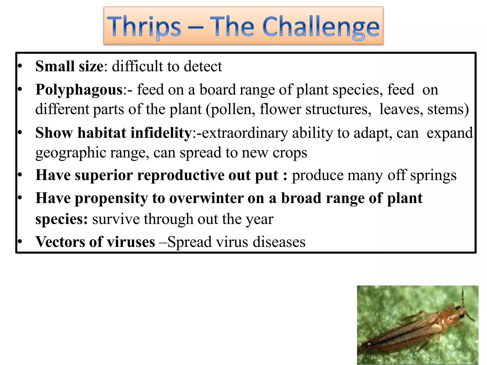 Managing thrips tospovirus complex in vegetables | PPT