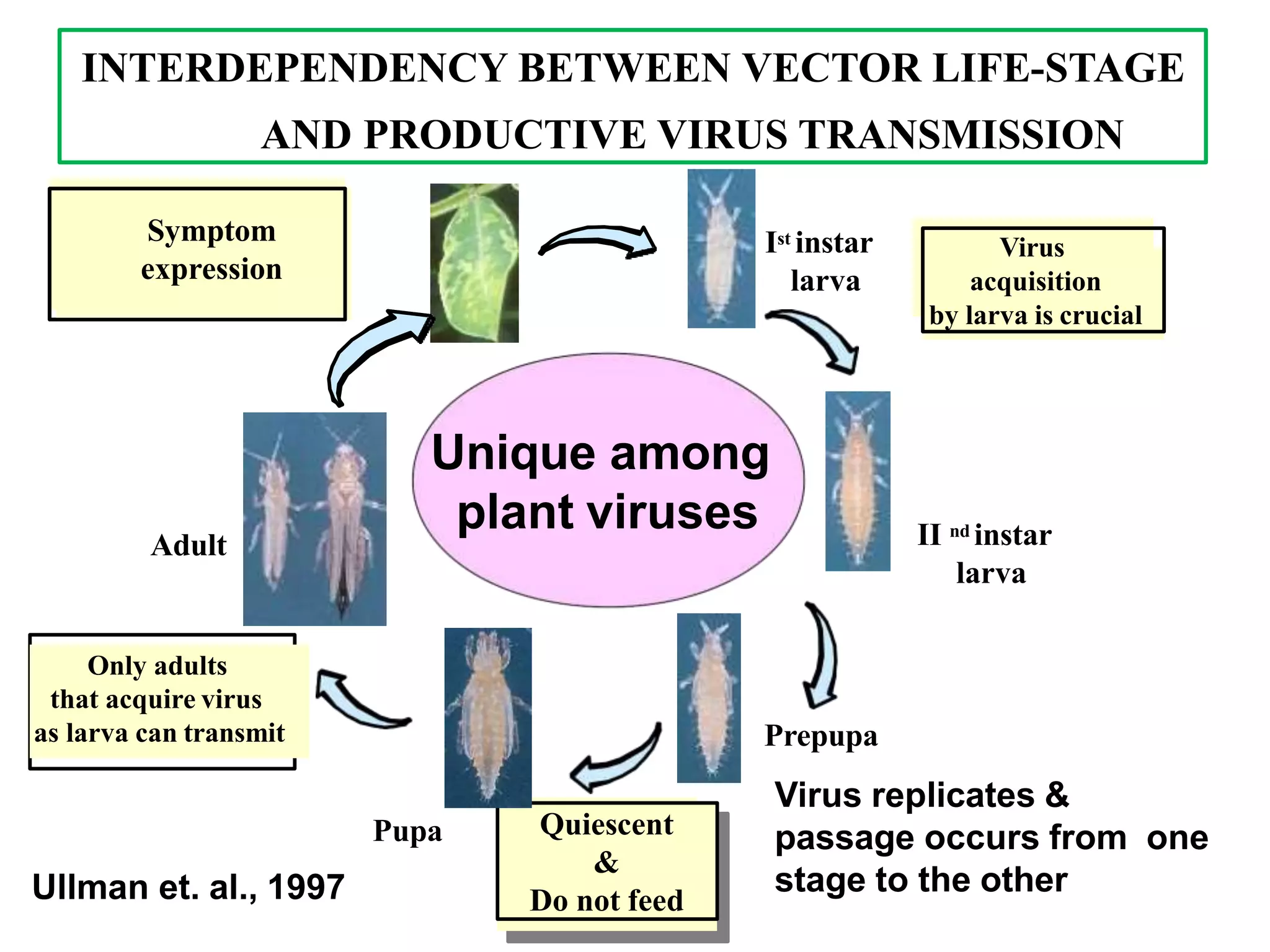 Managing thrips tospovirus complex in vegetables | PPT