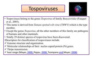 Managing thrips tospovirus complex in vegetables | PPTX