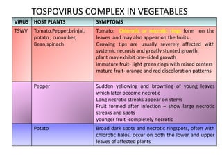 Managing thrips tospovirus complex in vegetables | PPTX