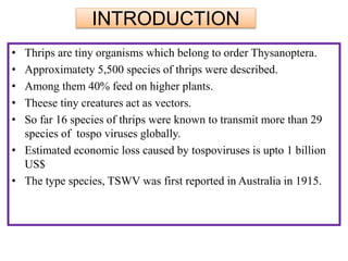 Managing thrips tospovirus complex in vegetables | PPTX