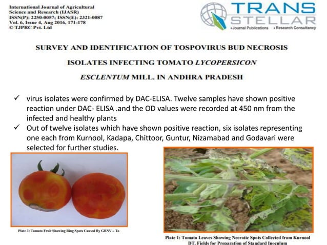 Managing thrips tospovirus complex in vegetables | PPT