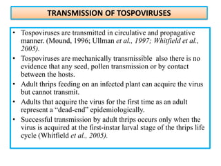 Managing thrips tospovirus complex in vegetables | PPTX