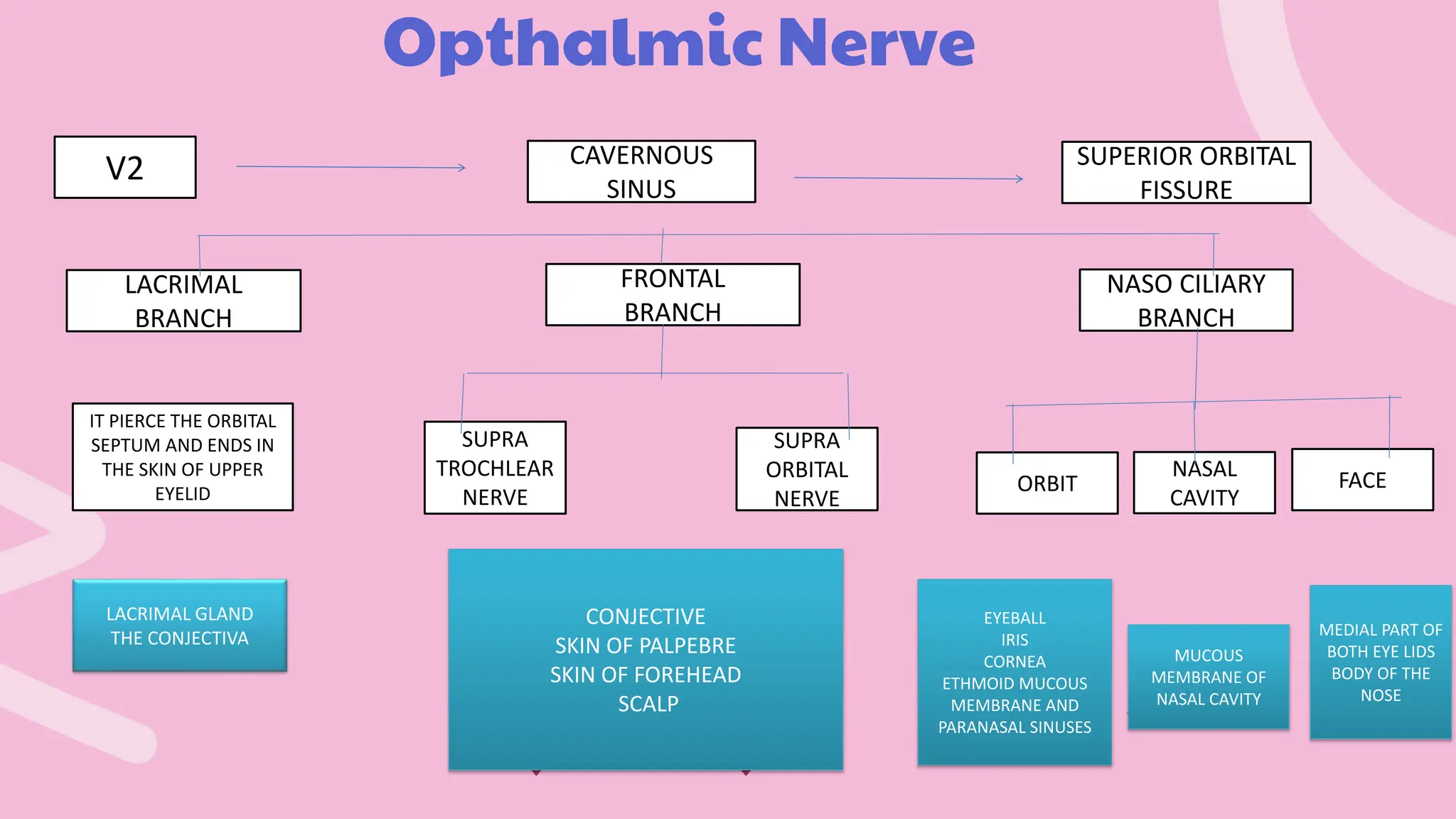 cranial nerve 5 detailed decription and presentation | PPTX