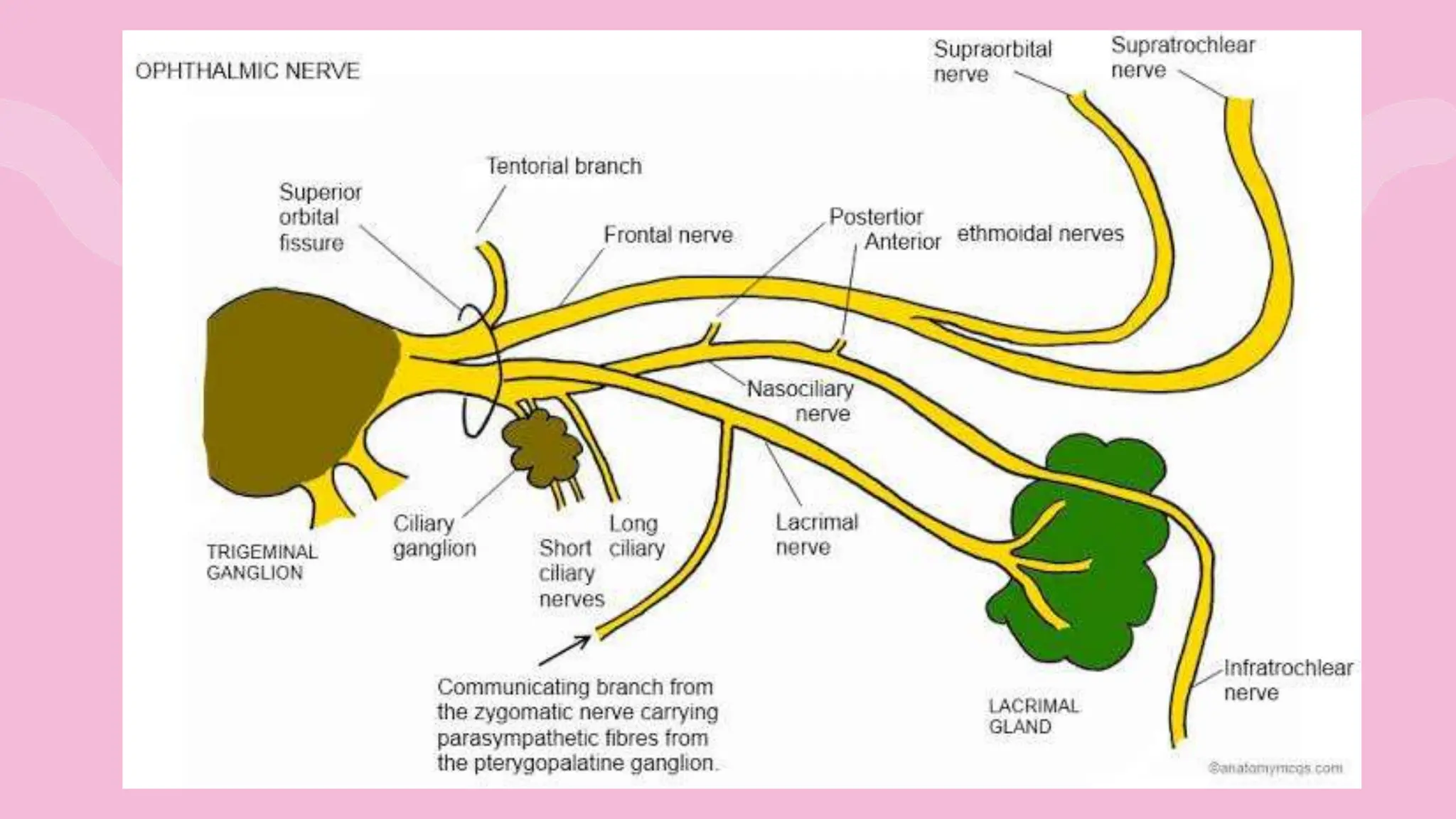 cranial nerve 5 detailed decription and presentation | PPTX