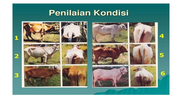 Manajemem Pemiliharaan Bibit Sapi.pptx