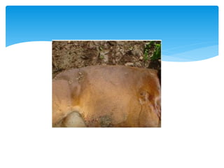 MANAJEMEN DAN PENYAKIT SAPI BALI.pdf