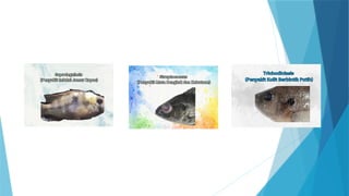 Manajemen Hama dan Penyakit Ikan Nila.pptx