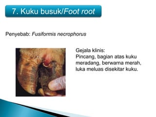 Manajemen kesehatan ternak kambing & domba | PDF